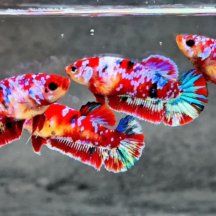 Shop Female Bettas Fish: Peaceful & Colorful Sorority – Tropicflow
