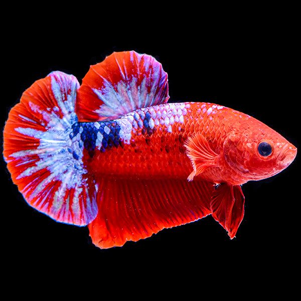 Tropicflow | Tropical Fish Store Fueled By Passion