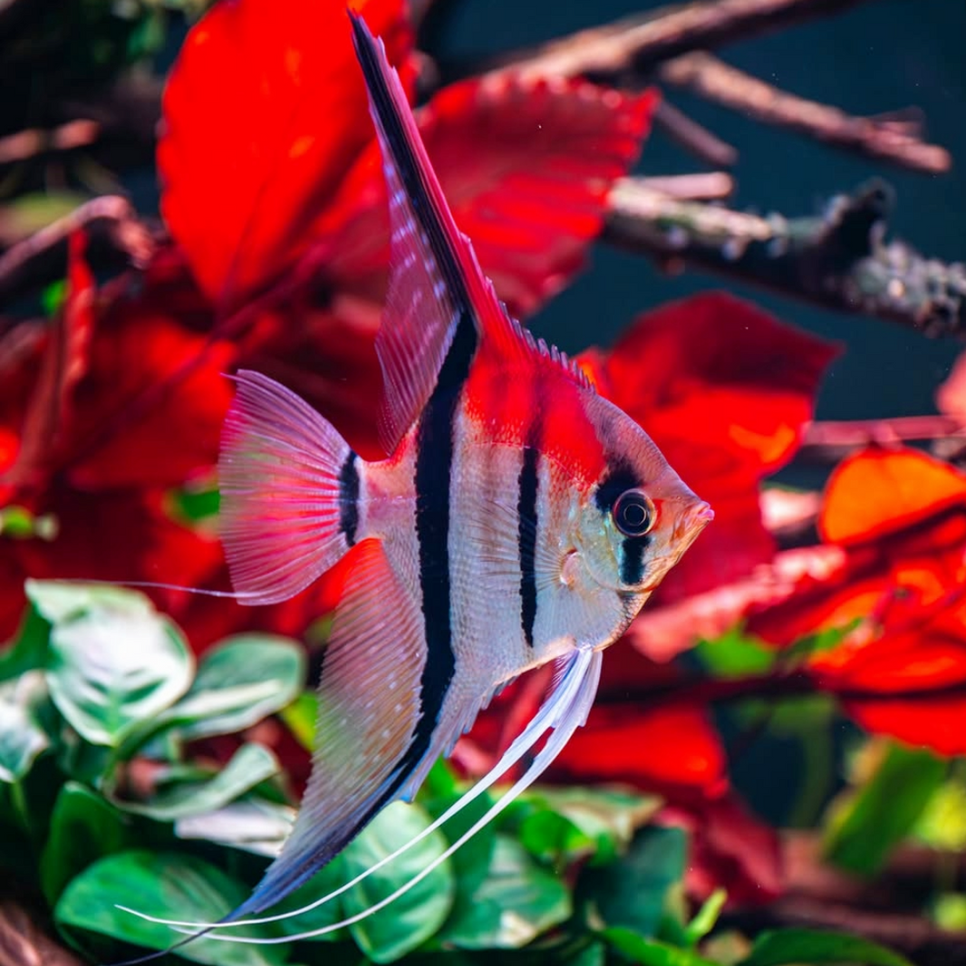 Manacapuru Angelfish