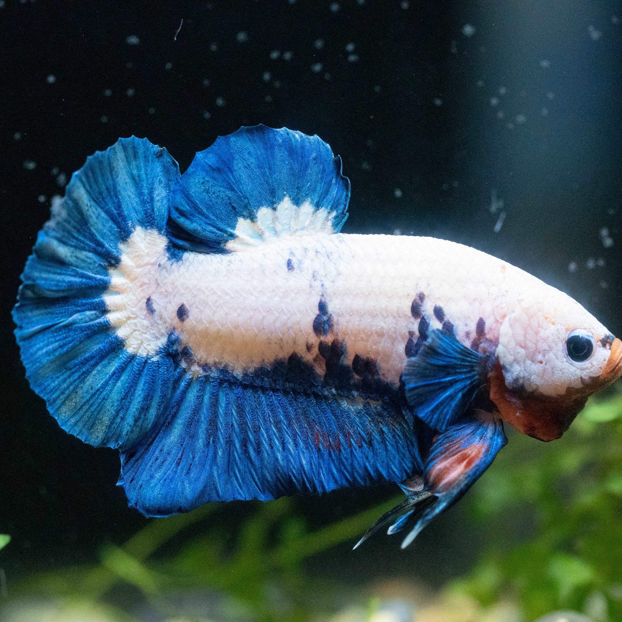 Tropicflow | Marble Rim Plakat Male Betta Fish