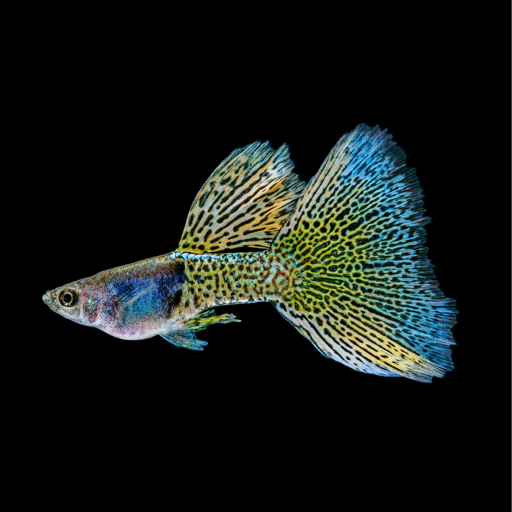 Tropicflow | Metal Yellow Lace Guppy Fish
