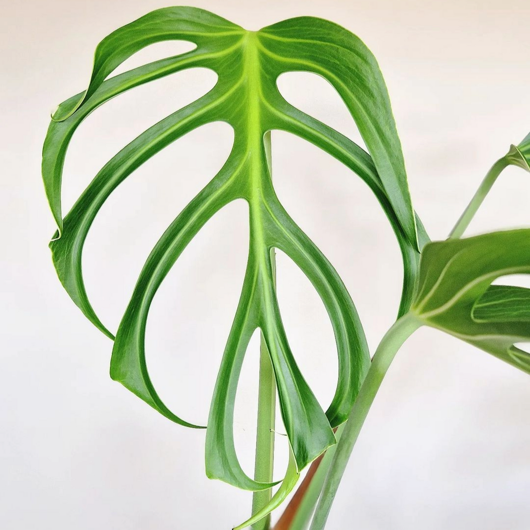 Shop Variegated Monstera Plants: Unleash Nature's Beauty – Tropicflow