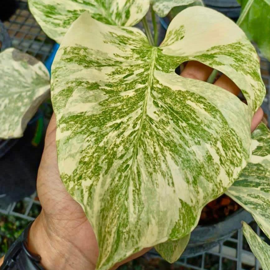 Variegated Monstera Legacy Plant | Rare & Exotic – Tropicflow
