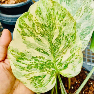 Variegated Monstera Legacy Plant | Rare & Exotic – Tropicflow
