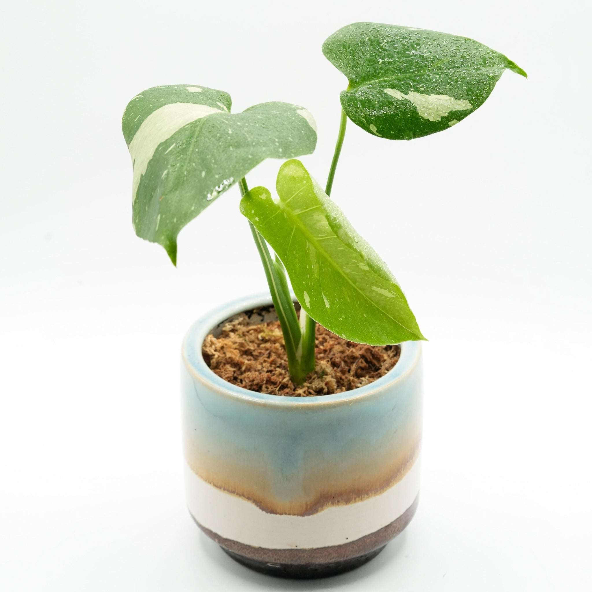 Shop Variegated Monstera Thai Constellation Mature Plant VIP Grade ...