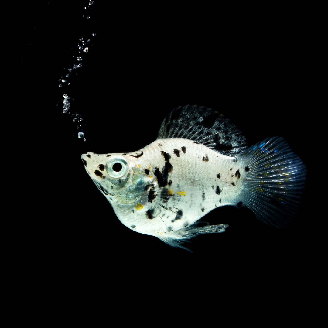 Skip to product information