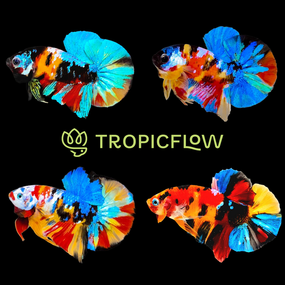 Shop Multicolor Bettas Fish: Vibrant & Colorburst Fish – Tropicflow