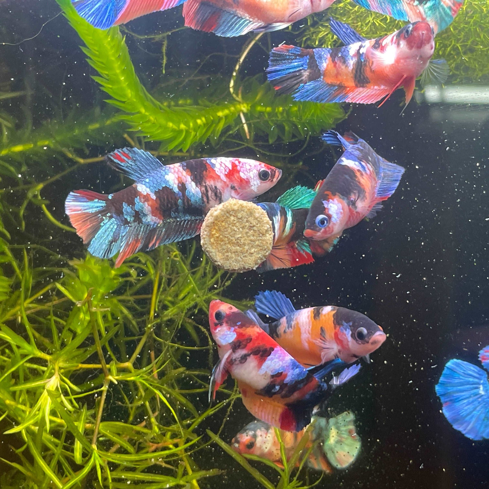 Koi Nemo Black Base Female Betta Fish Sorority | Tropicflow