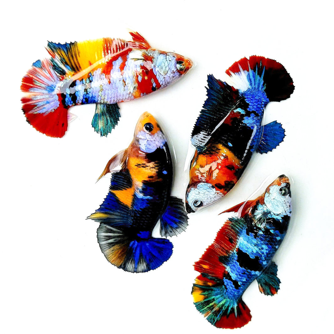 Shop Female Bettas Fish: Peaceful & Colorful Sorority – Tropicflow