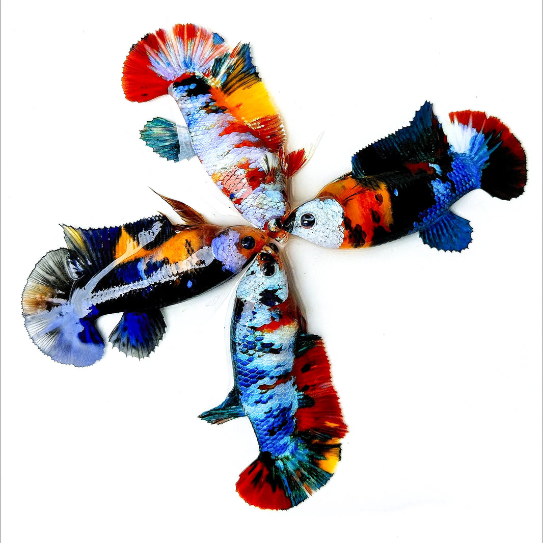 Shop Female Bettas Fish: Peaceful & Colorful Sorority – Tropicflow