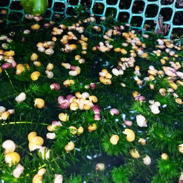 The Snail Spot Freshwater Wonders – Tropicflow