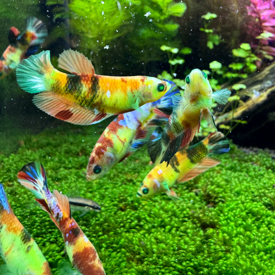 Shop Female Bettas Fish: Peaceful & Colorful Sorority – Tropicflow
