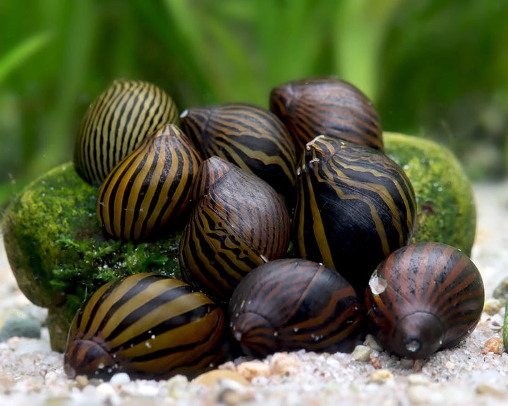 Nerite Snail Bu