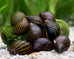 Aquarium Snail