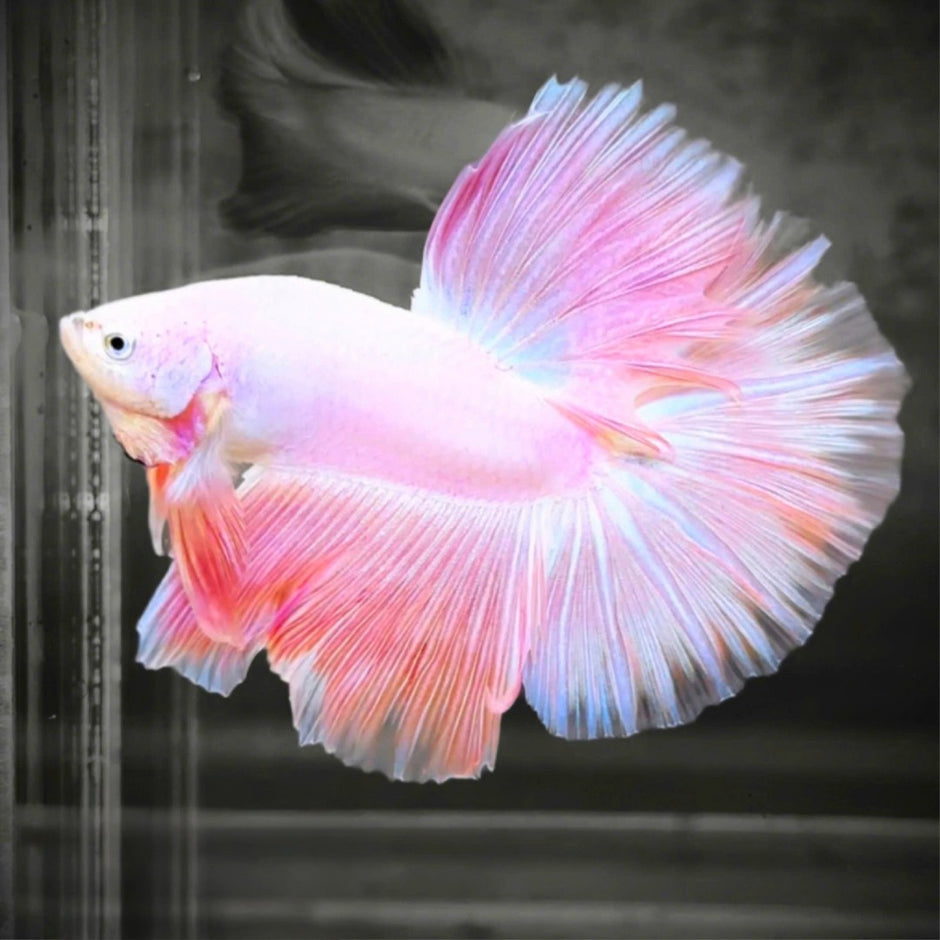 Pink Halfmoon Male Betta Fish | Grower’s Pick