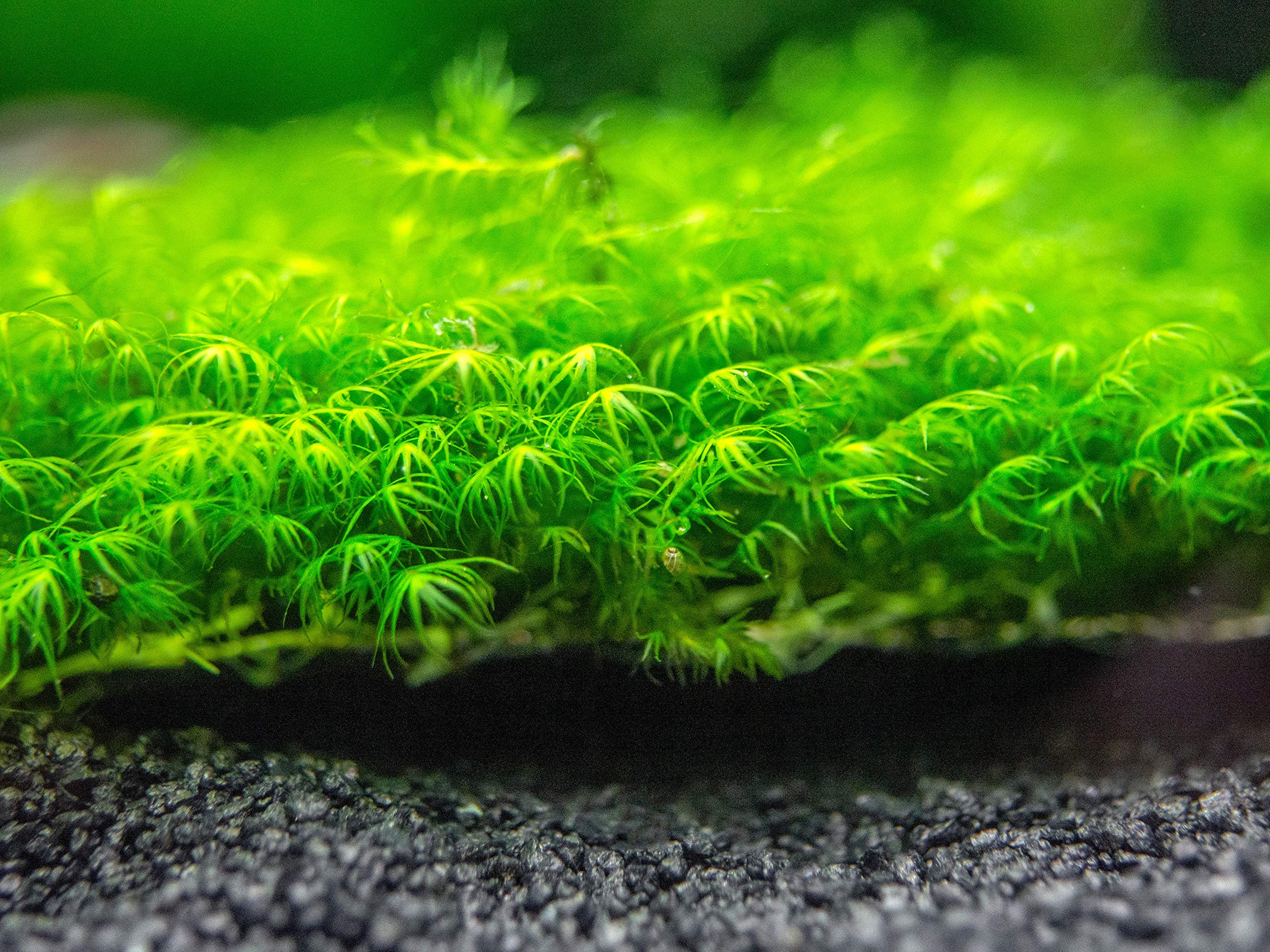 Phoenix Moss on Stainless Steel - Elegant Aquarium Decoration – Tropicflow