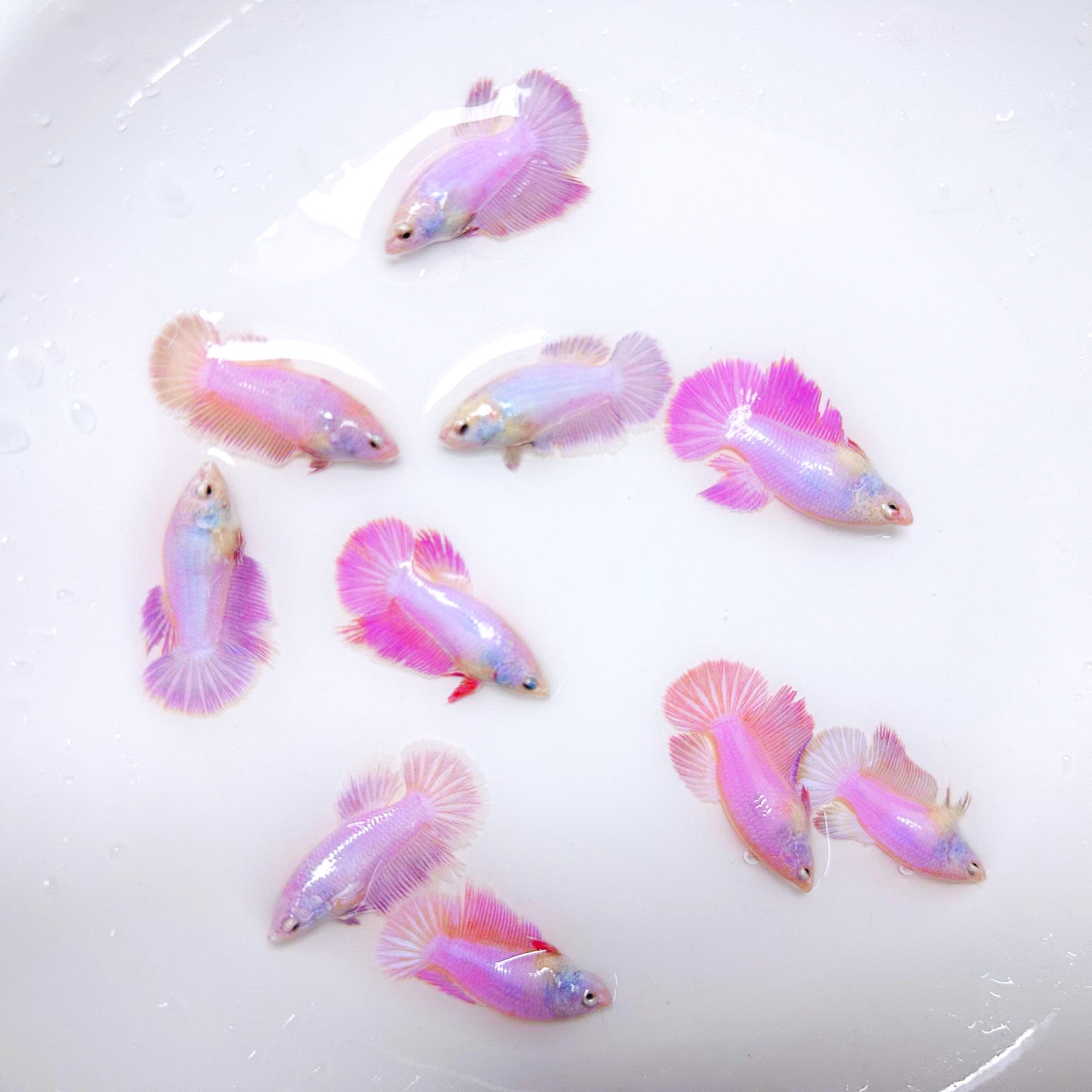 Pink Halfmoon Female Betta Fish | Rare Pastel Beauty