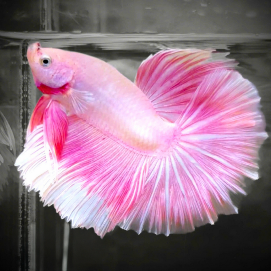 Pink Sakura Halfmoon Male Betta Fish