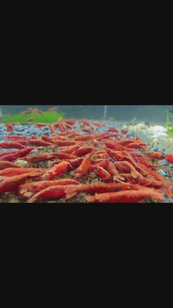 Tropicflow | Fire Red Cherry Neocaridina Shrimp
