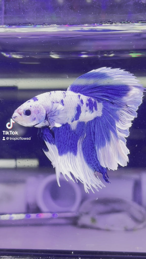 Blue Marble Dot Halfmoon Betta Fish | Male Betta Fish | Tropicflow