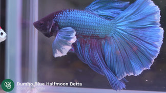 Tropicflow | Royal Blue Dumbo Halfmoon Male Betta Fish
