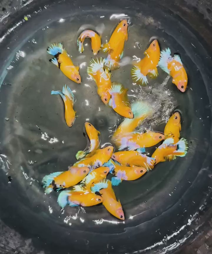Female Betta Fish Sorority Pack | Tropicflow