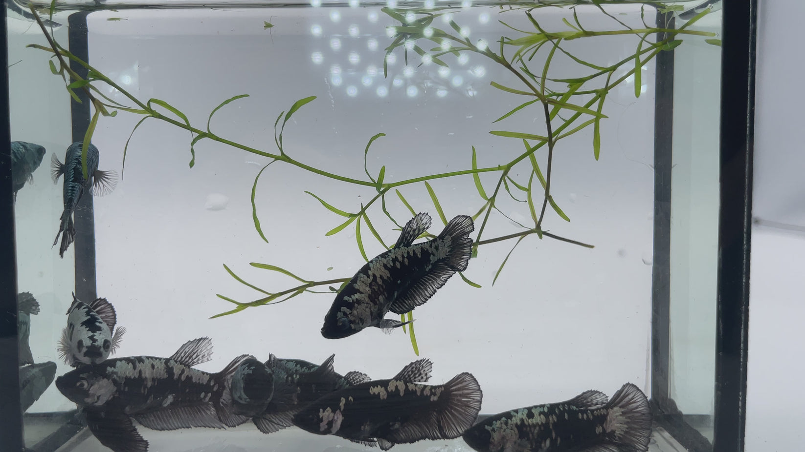 Black Samurai Female Betta Fish opens full screen video in same window.