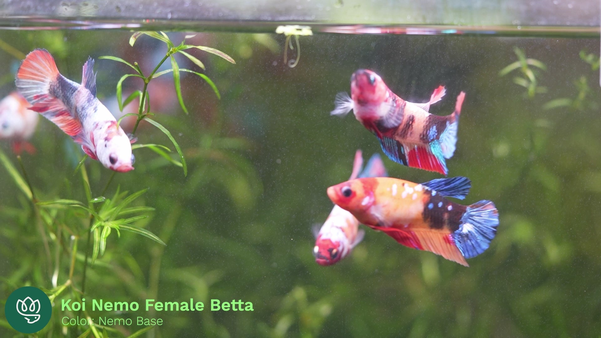 Tropicflow Female Betta Fish: Serene Beauty for Your Aquarium