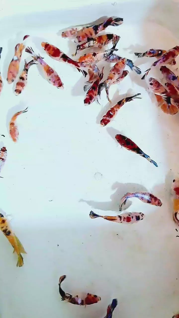 Female Betta Koi Nemo Galaxy Sorority | Tropicflow