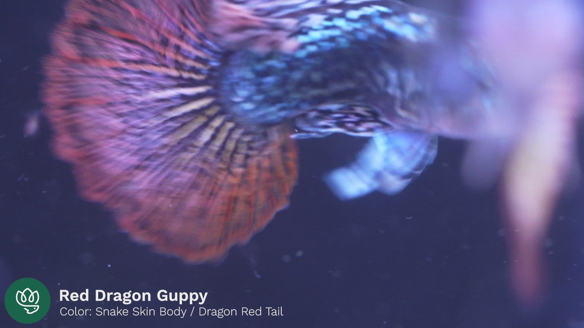 Red Dragon Guppy Fish – Tropicflow