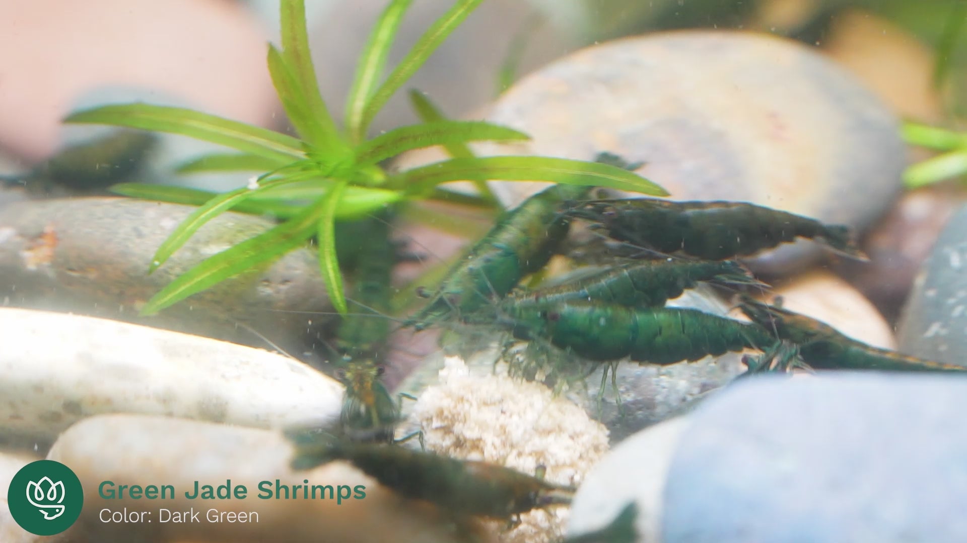 Tropicflow | Green Jade Neocaridina Shrimp