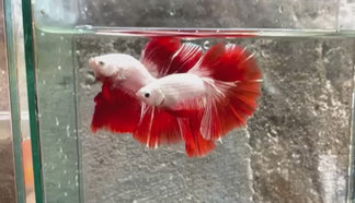 Tropicflow | Red Dragon Halfmoon Male Betta Fish