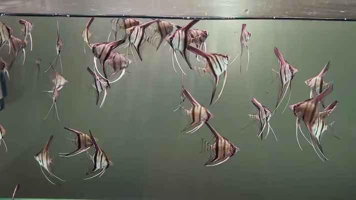 Manacapuru Angelfish opens full screen video in same window.