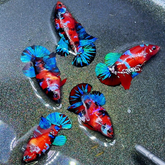 Koi Red Black Base Female Betta Fish | New