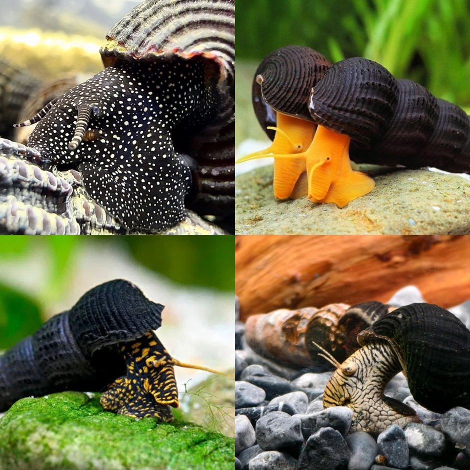 The Snail Spot Freshwater Wonders – Tropicflow