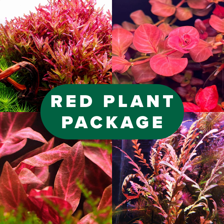 Red Aquarium Plant Package – Tropicflow