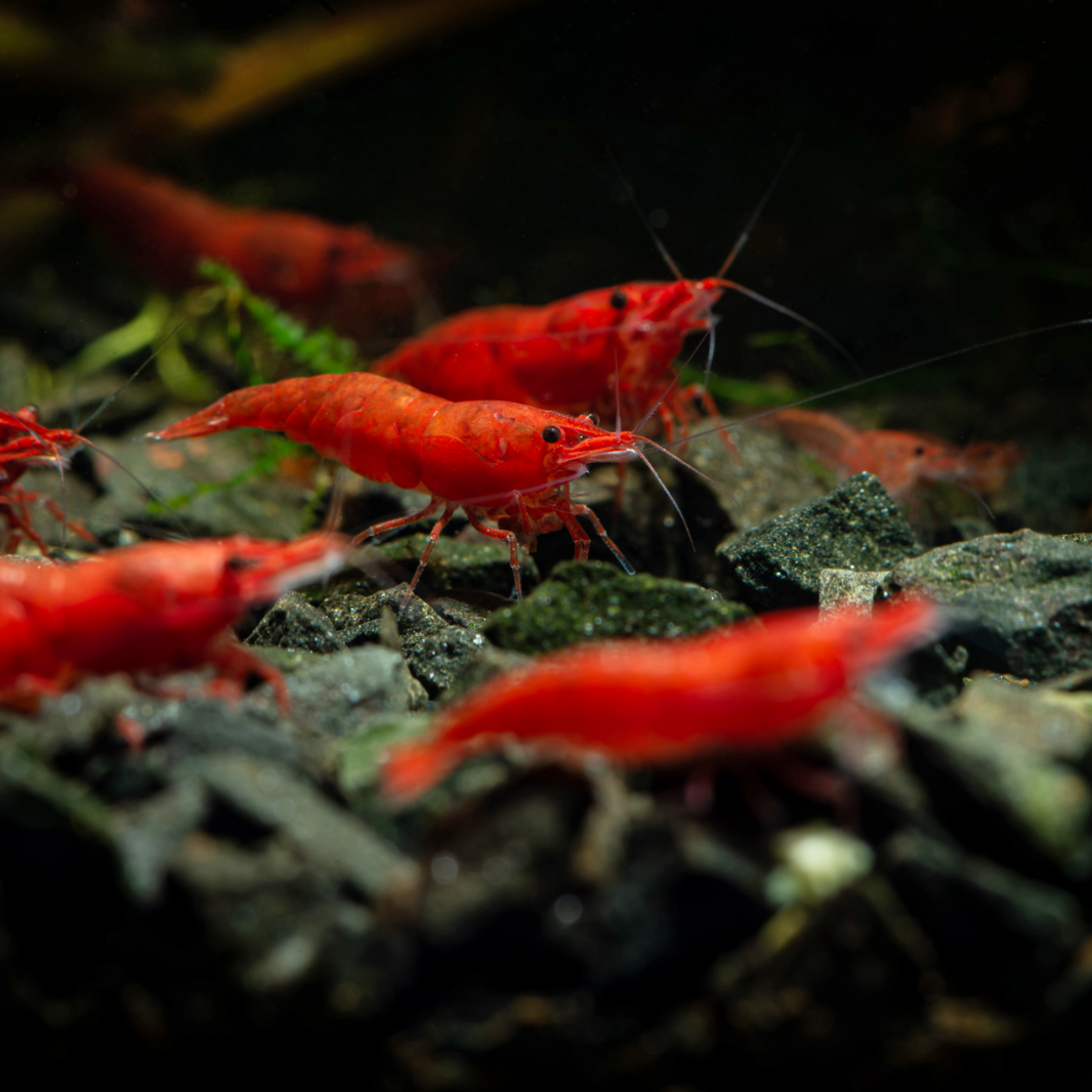 Shop Caridina Shrimp: Discover The Tiny Universe – Tropicflow