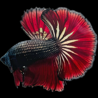 Tropicflow | Red Copper Halfmoon Male Betta Fish