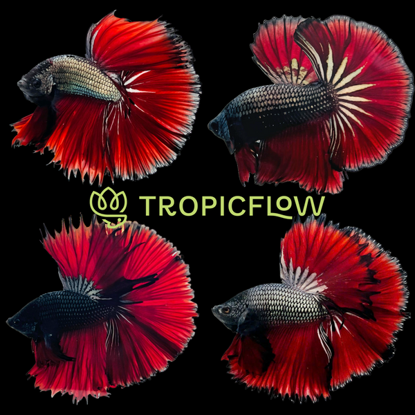 Tropicflow | Red Copper Halfmoon Male Betta Fish