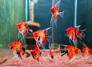 Red Devil Angelfish
