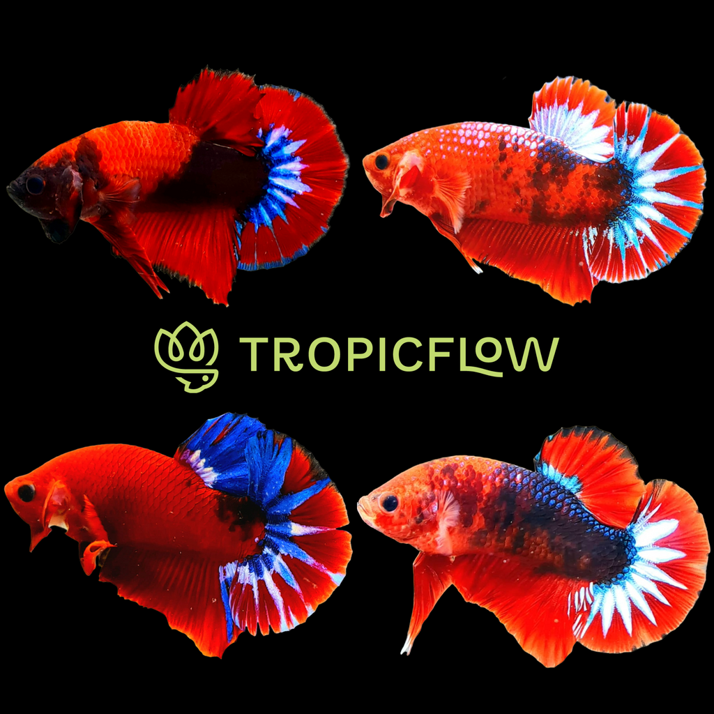 Red Fancy Hellboy Plakat Male Betta Fish | Mystery Betta – Tropicflow