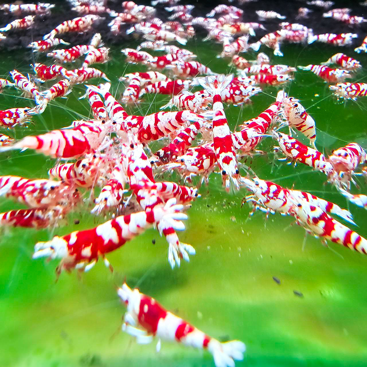 Red Fancy Tiger Caridina Shrimp – Tropicflow