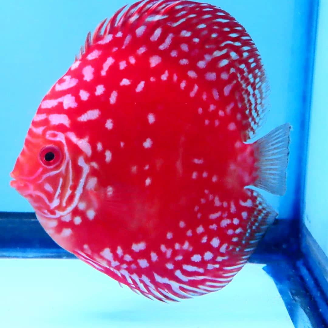 Red Marlboro Discus Fish – Tropicflow