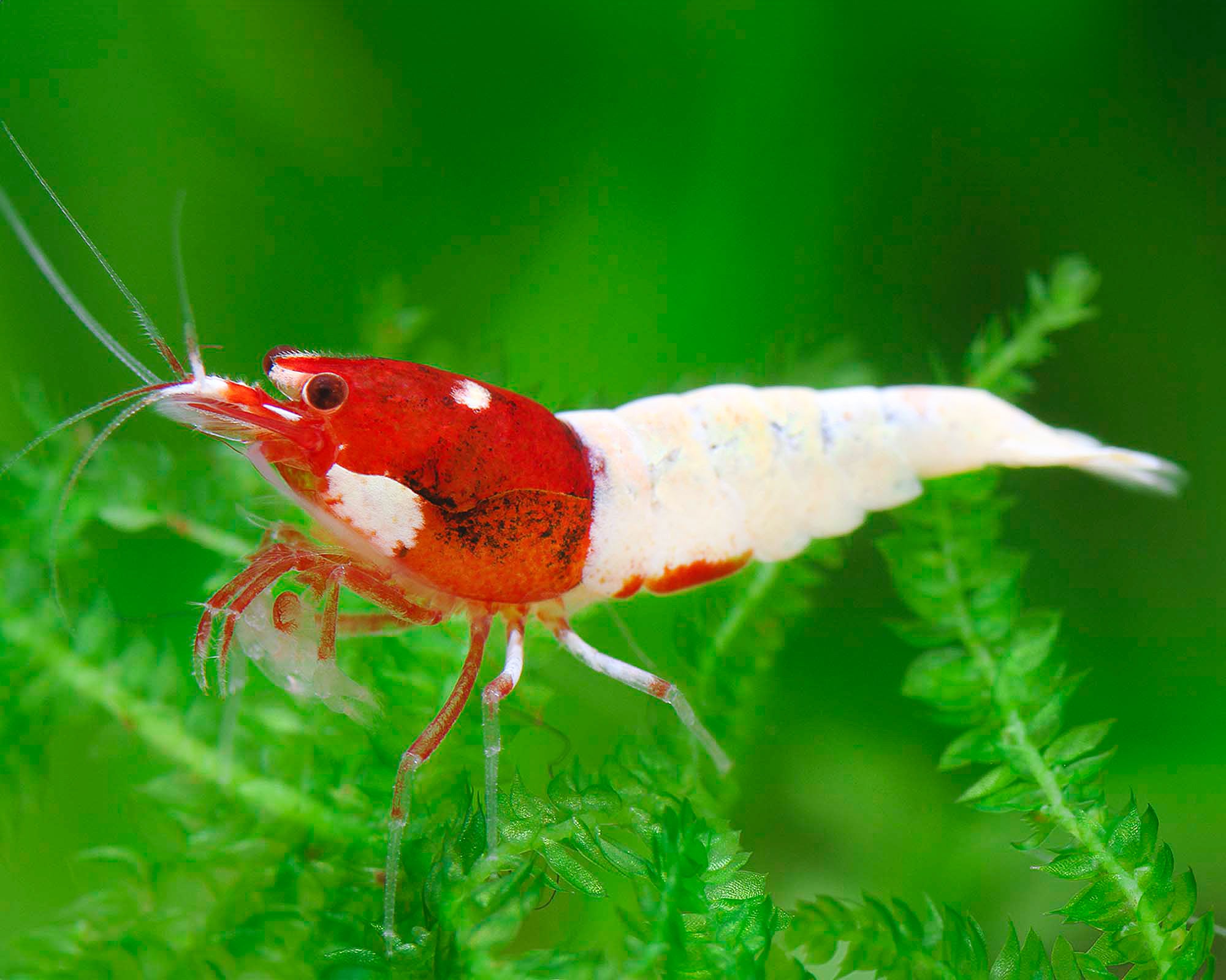 Red Pinto Caridina Shrimp – Tropicflow