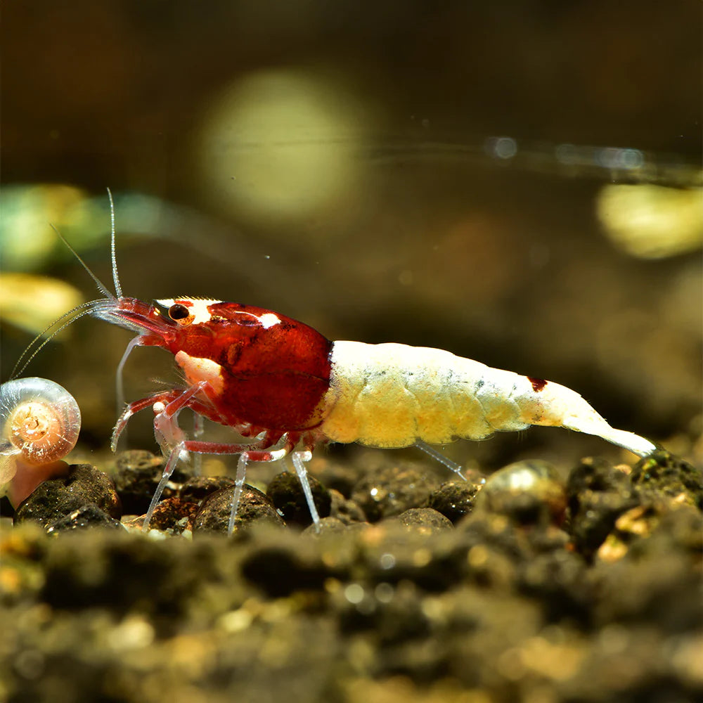 Red Pinto Caridina Shrimp – Tropicflow