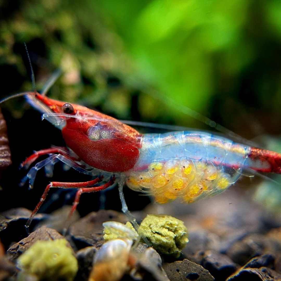 Shop Caridina Shrimp: Discover The Tiny Universe – Tropicflow