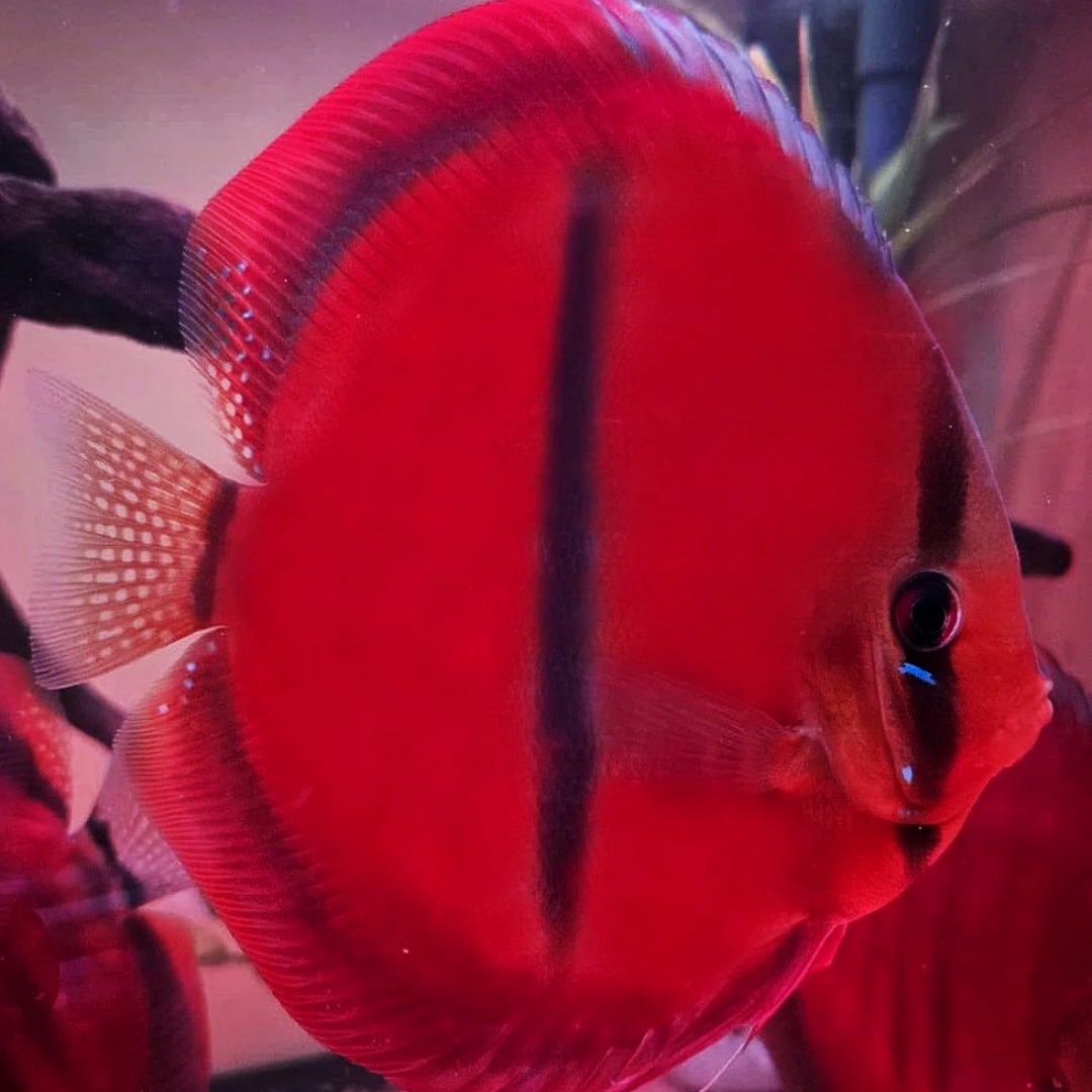 Red Rose Discus Fish – Tropicflow
