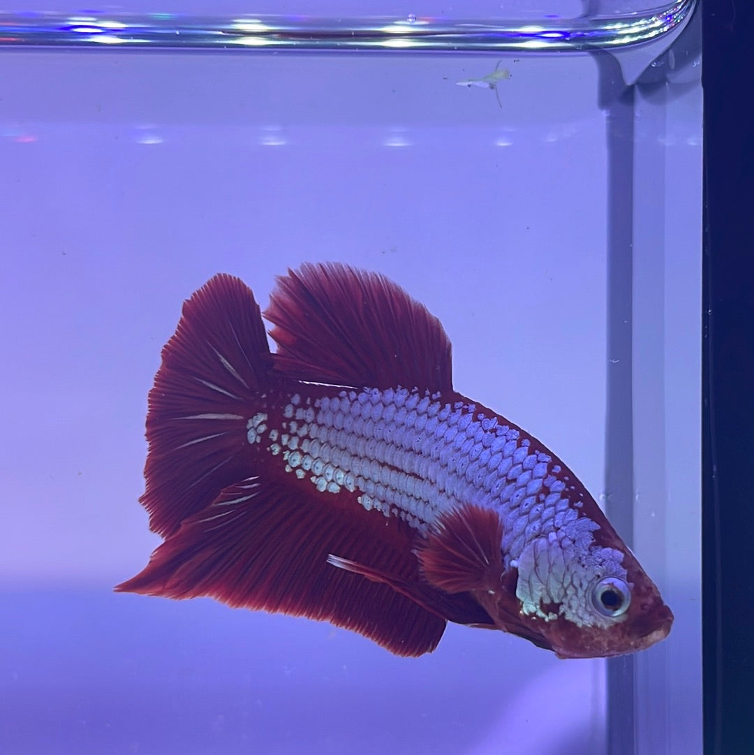 Red Samurai Plakat | Male Betta Fish | Tropicflow