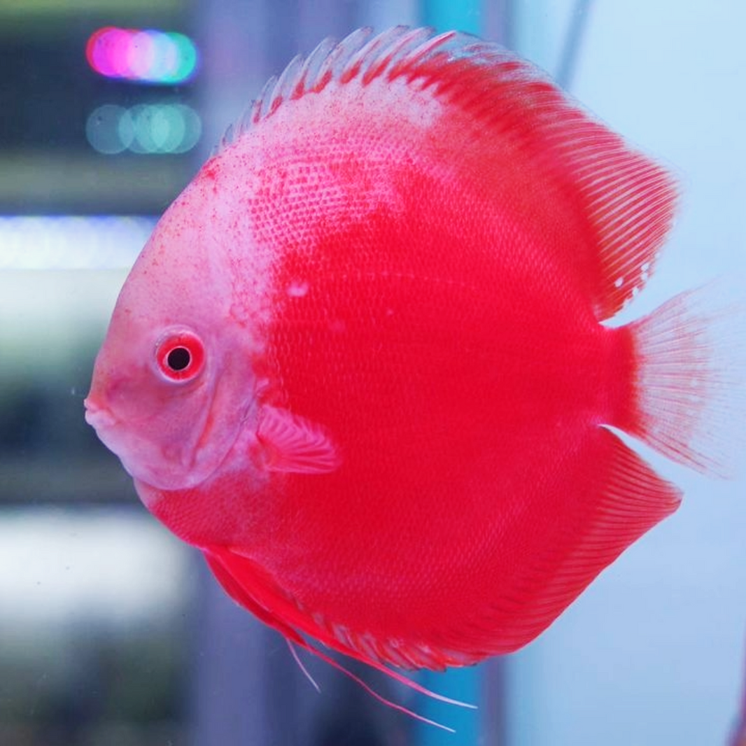 Discus Fish Dream Collection | Tropicflow