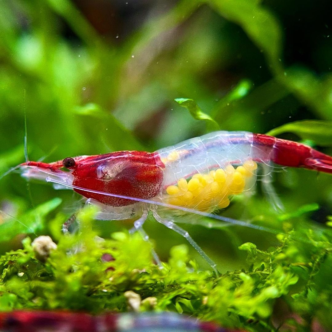 Tropicflow | Red Rili Neocaridina Shrimp